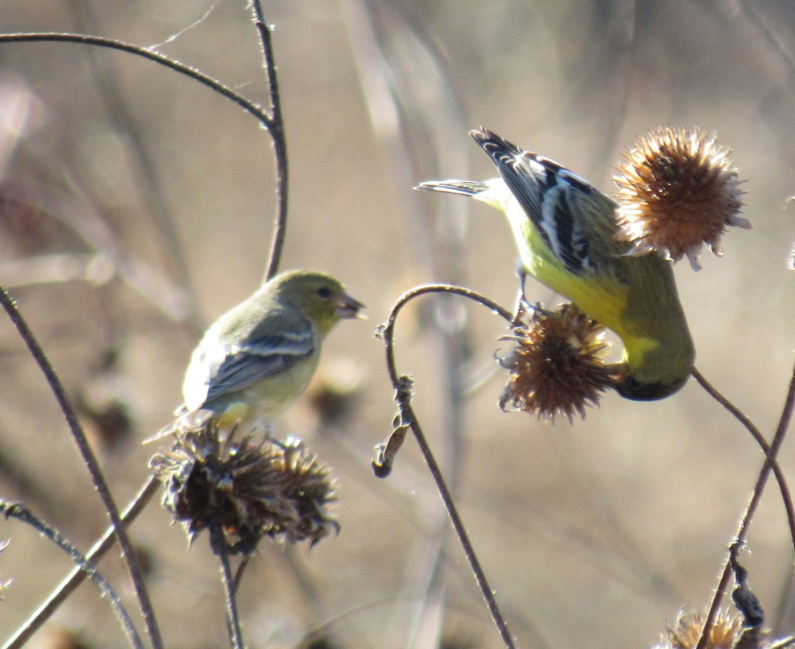 Lesser Goldfinches