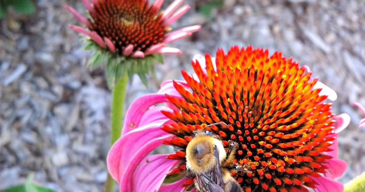 Day One Photography: Bee On A Coneflower