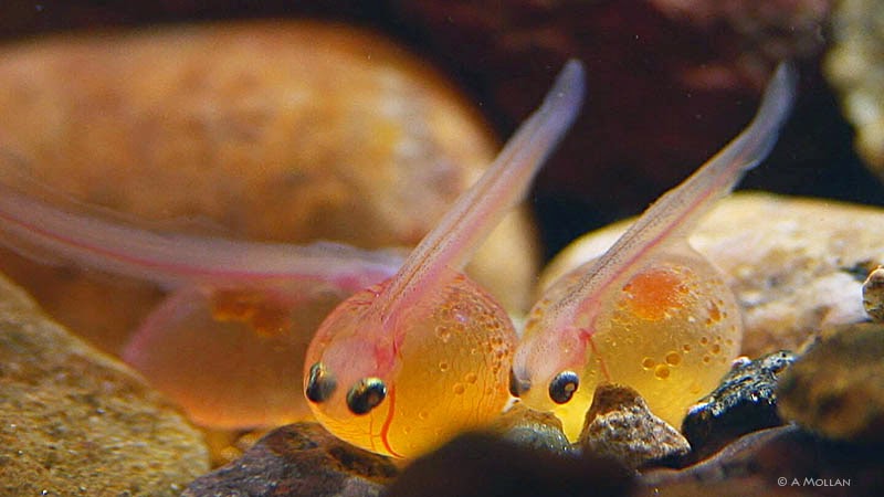 Ciencias Naturales: Sexual reproduction in the Animal Kingdom.