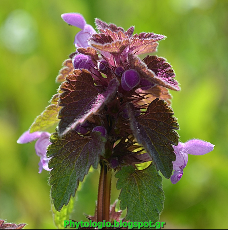 Lamium purpureum , L. | Ελληνική Φύση - Βοτανολογία
