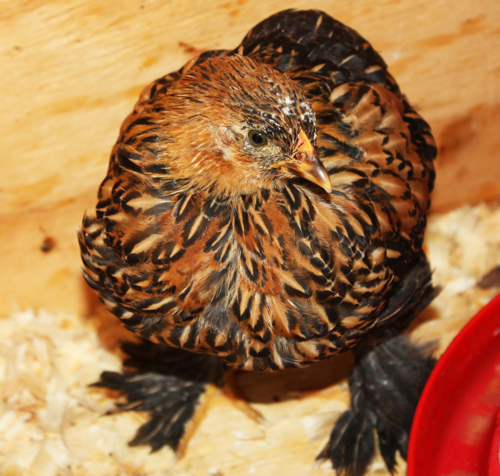 Topknot Progress and Farm Happenings