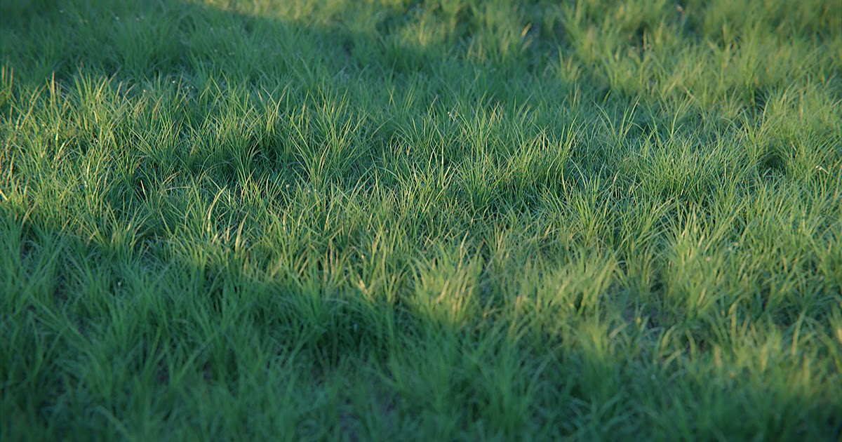 inibarubacaan12: 9 RUMPUT LIAR INI TERNYATA BERMANFAAT UNTUK KESAHATAN LOH