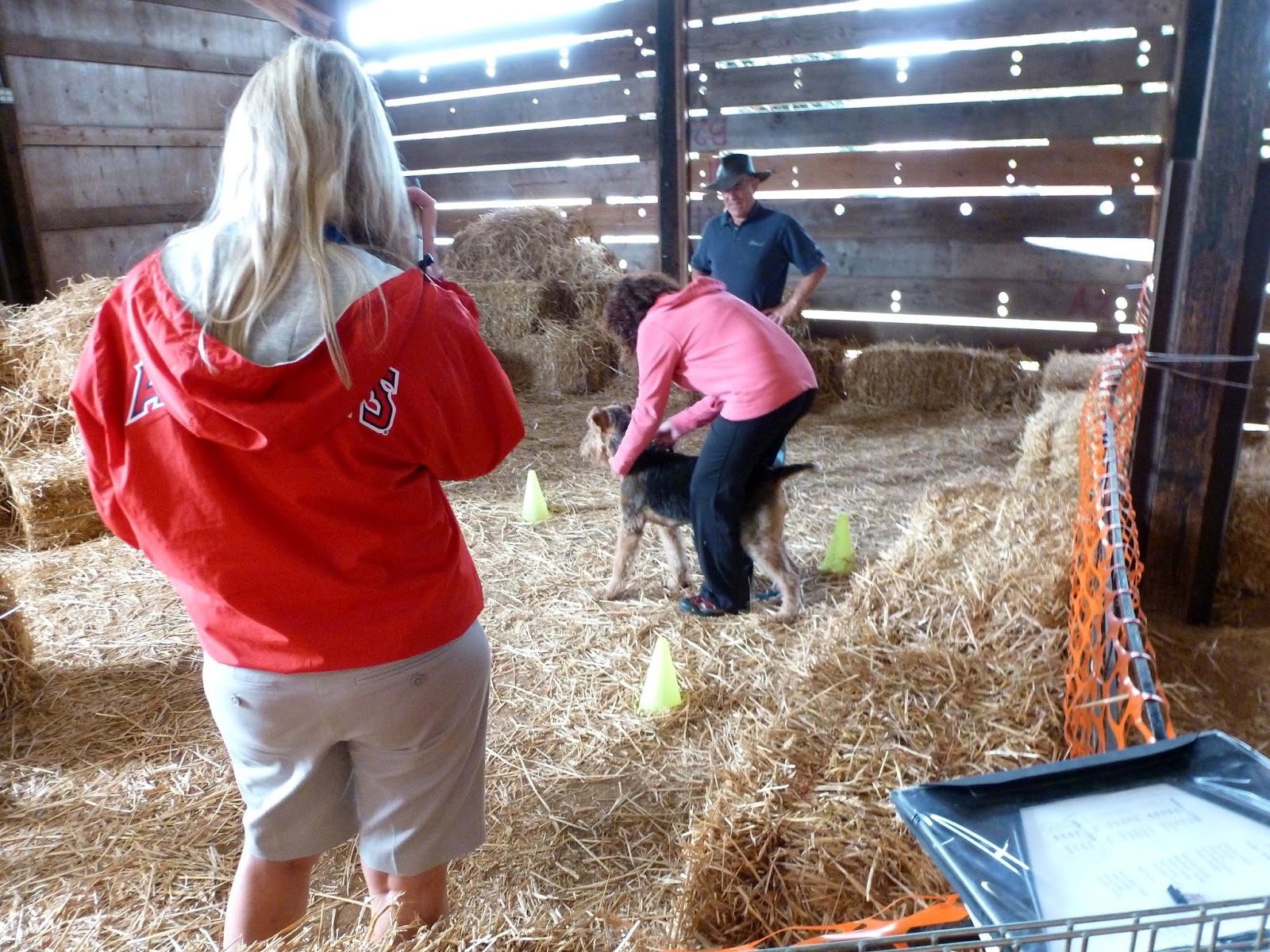 Gardening with Wyatt: The next thing...Barn Hunt!