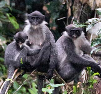 Extinct dracula monkey | Xvista