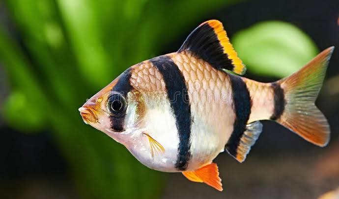 6 Ciri Ciri Ikan Tiger Barb yang Sangat Menarik – Padang Ekspres