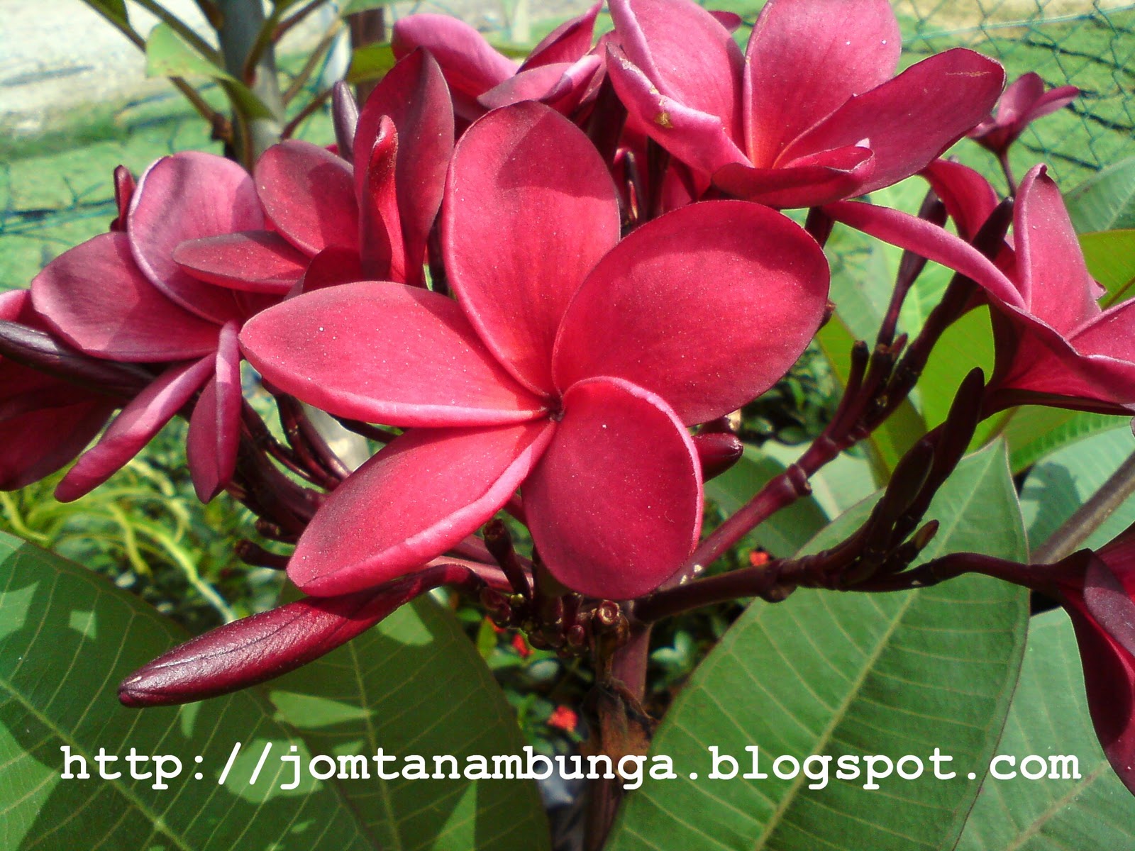 Jom Tanam Bunga: Album Bunga