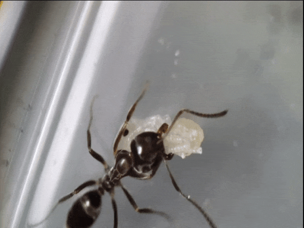 Ants Carrying Rice