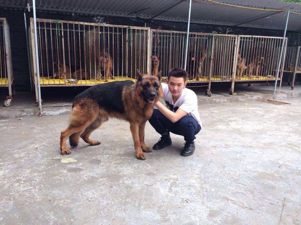 Bán Becgie Con Thuần Chủng Gsd Đầy đủ Giấy Tờ Phả Hệ Rõ Ràng Nhận Phối Giống