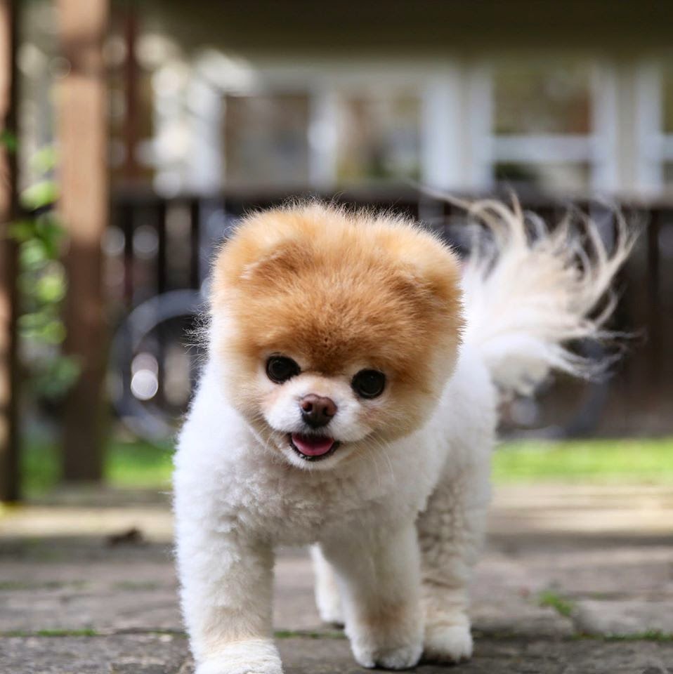 Tudo a Ver com Garotas: Boo: o cachorro mais fofo do mundo ♥