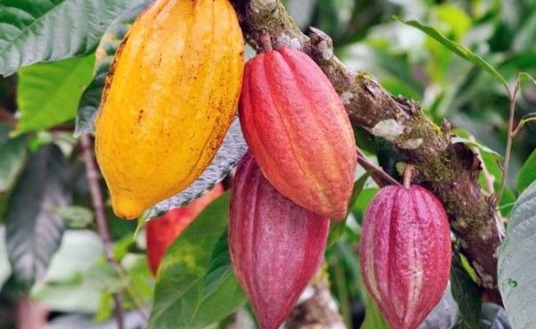 Cacau, Fruto do Cacaueiro (Theobroma cacao)