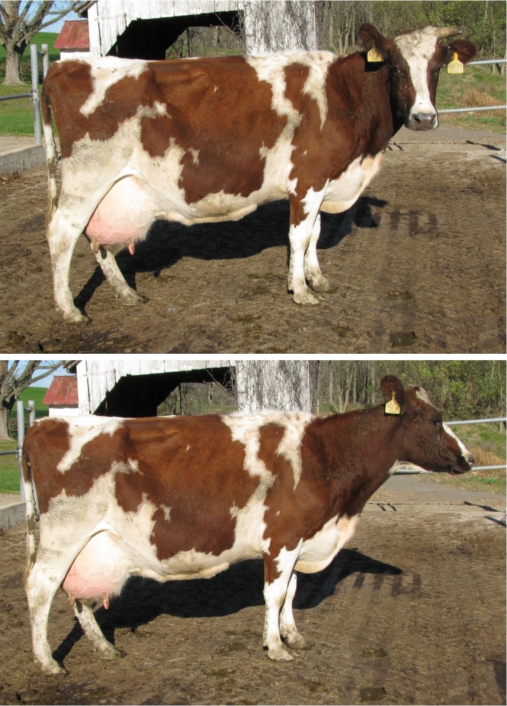 Amazing Grace Dairy: November 2012 Cows for Sale - SOLD (for the most part)