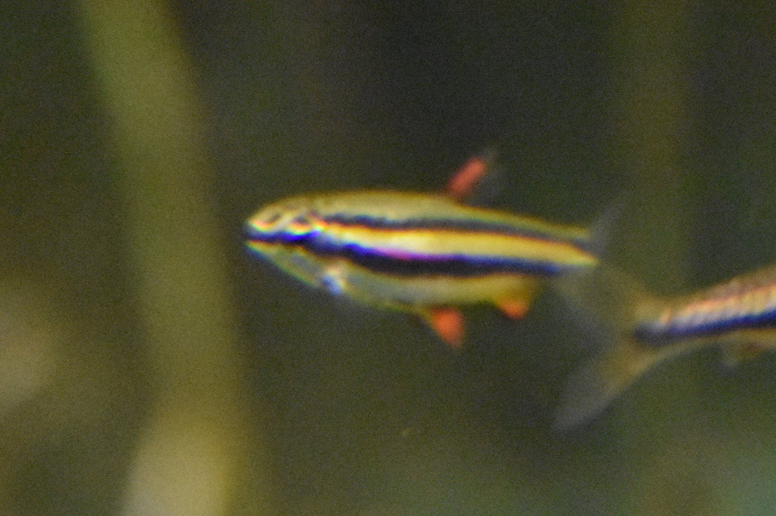 ZOOTOGRAFIANDO (6.100 ANIMALS): PEZ LÁPIZ ENANO / DWARF PENCILFISH ...