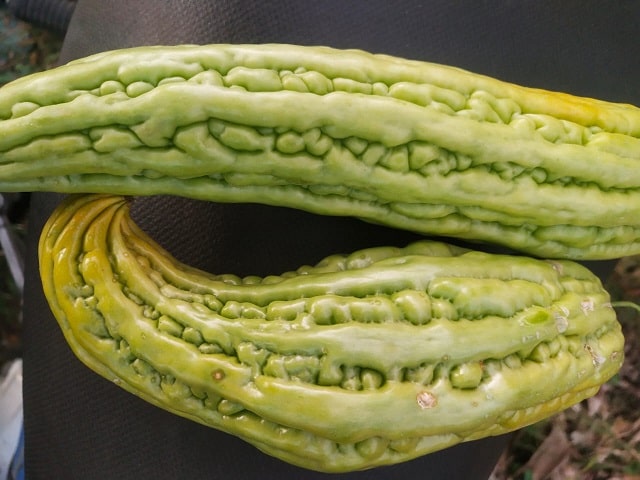 Dibalik Manfaat Buah Pare, Beresiko Bikin Mandul - Repro Note