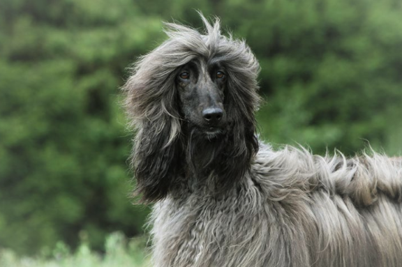 Sabueso Afgano | Razas de perros