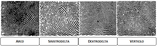 Ramas De La Lofoscopia