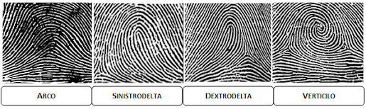 Ramas De La Lofoscopia