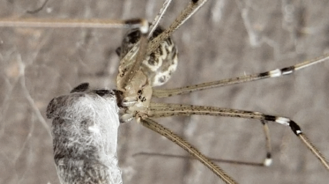 Beauty might lie in the eye of the beholder, but the Id lies in the ...