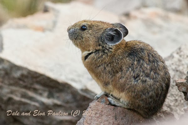 Elva's Field Notes: Pika Poo and More