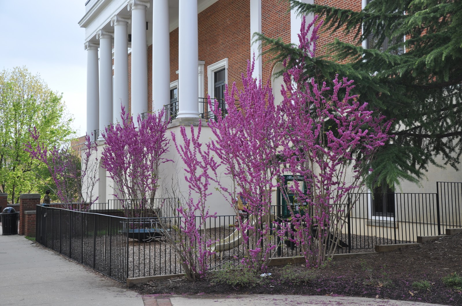 UMD Arboretum and Botanical Garden: Redbuds, Adaptable and Resilient ...