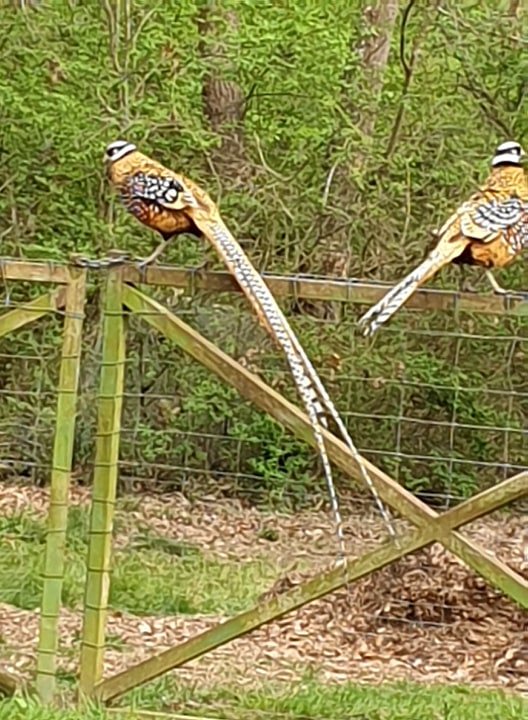 Beth Haslam - Author of the Fat Dogs and French Estates series: 2019