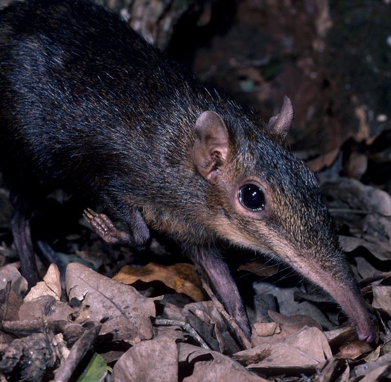 Species New to Science: [Mammalogy • 2017] Reconstructing the Molecular ...