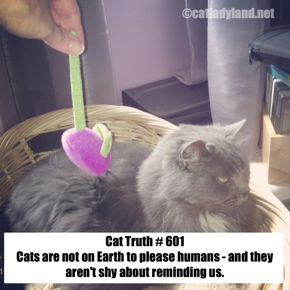 Catladyland: Cats are Funny: Cat Truth #601: Cats are Not Dogs