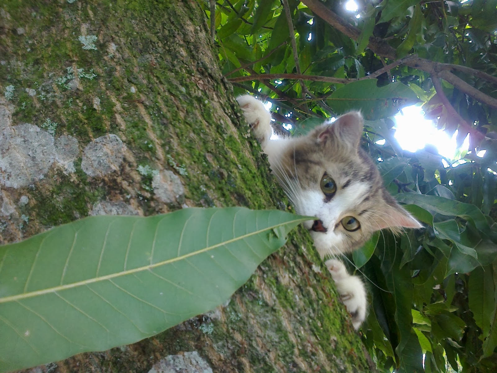 cik azz: Kisah si Momok lagi.. :D