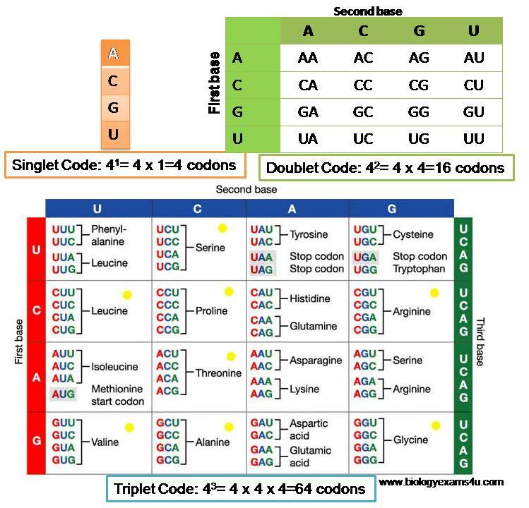 Catatan prestasi Guru Biologi: KODE GENETIK DAN KODON