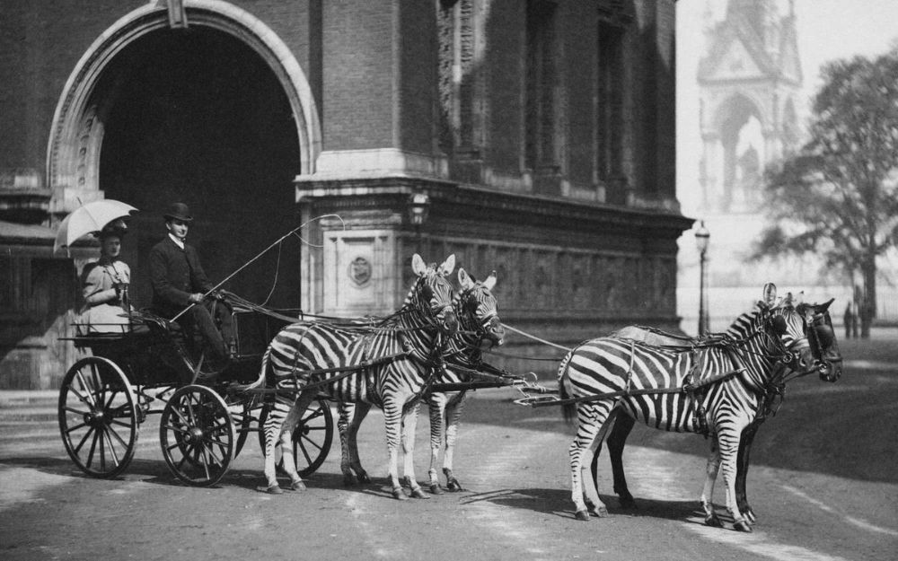 16 Vintage Photographs That Show People Riding Zebras From the Late ...