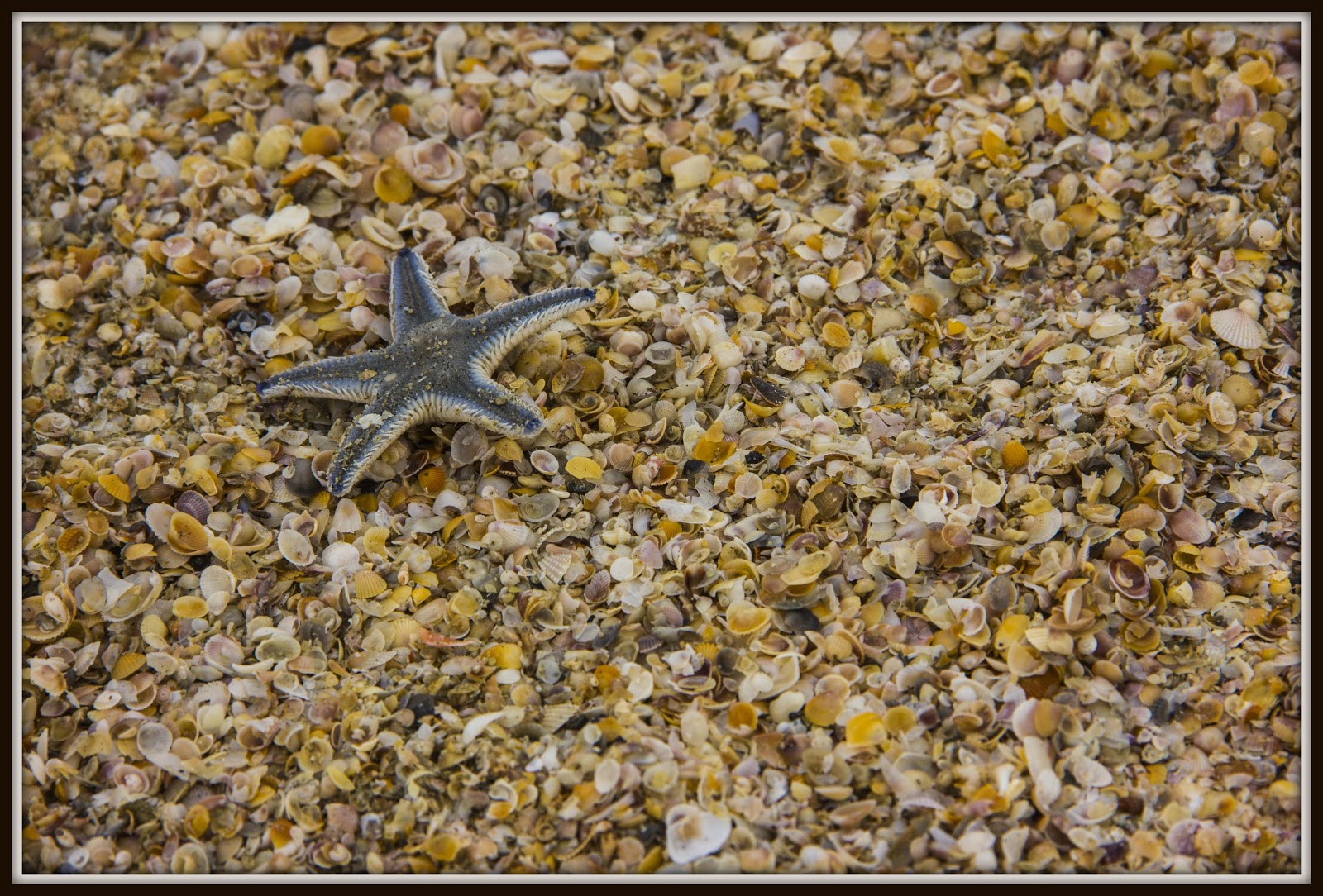 The Traveller: South Goa, beach lovers paradise