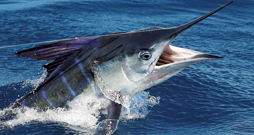 Marlin fish vs Swordfish, What is so special about Marlin fish?