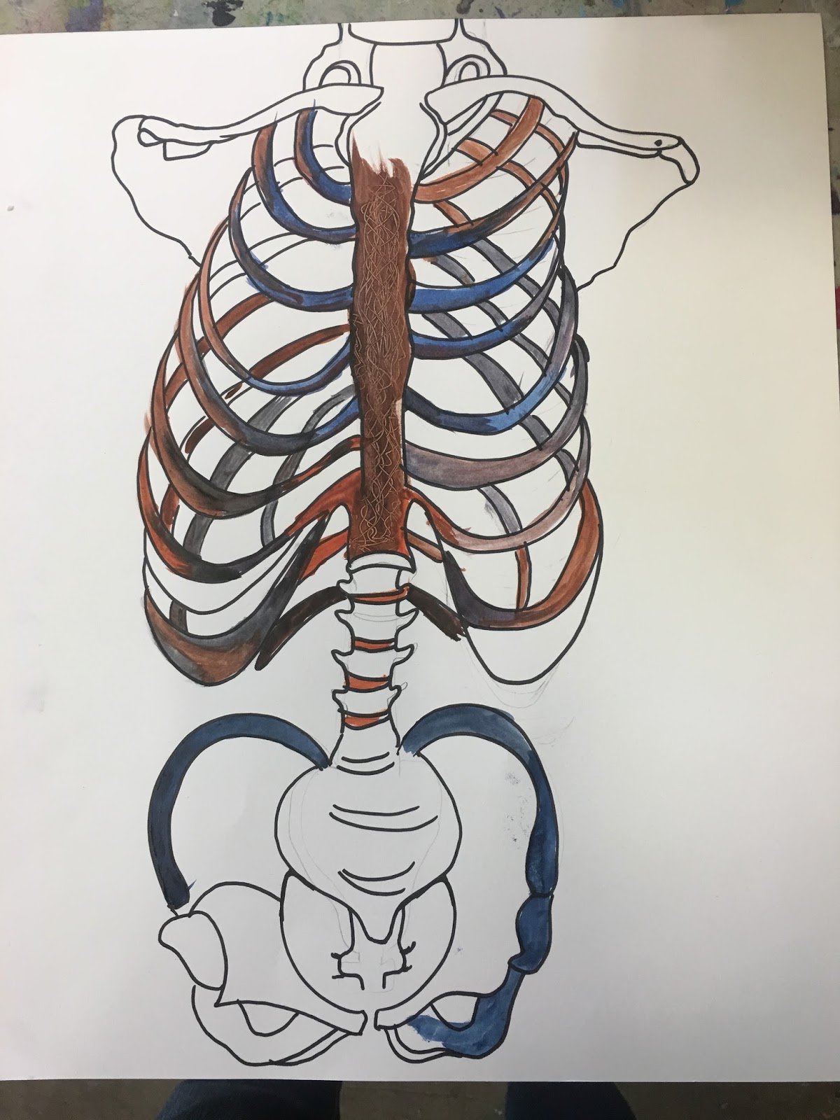 Art Room Blog: 5th grade Skeleton Torso Project...