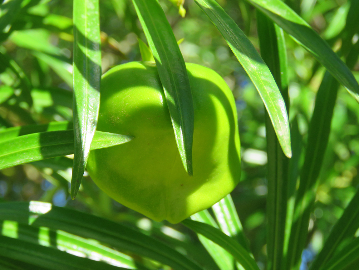 Á R B O L E S (T R E E S) y P A L M E R A S (P A L M S): Thevetia ...