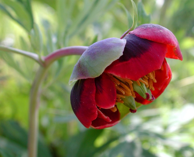 Flora de Baja California: CHAPARRAL