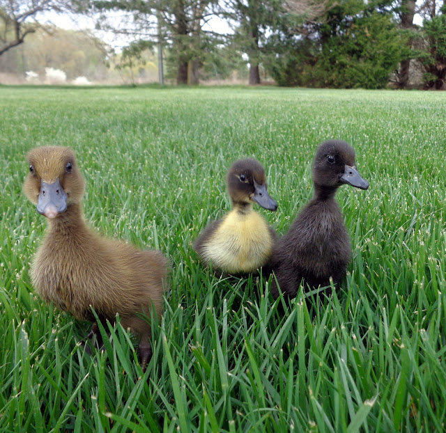 Beginners Guide to Raising Ducklings - Fresh Eggs Daily® with Lisa Steele