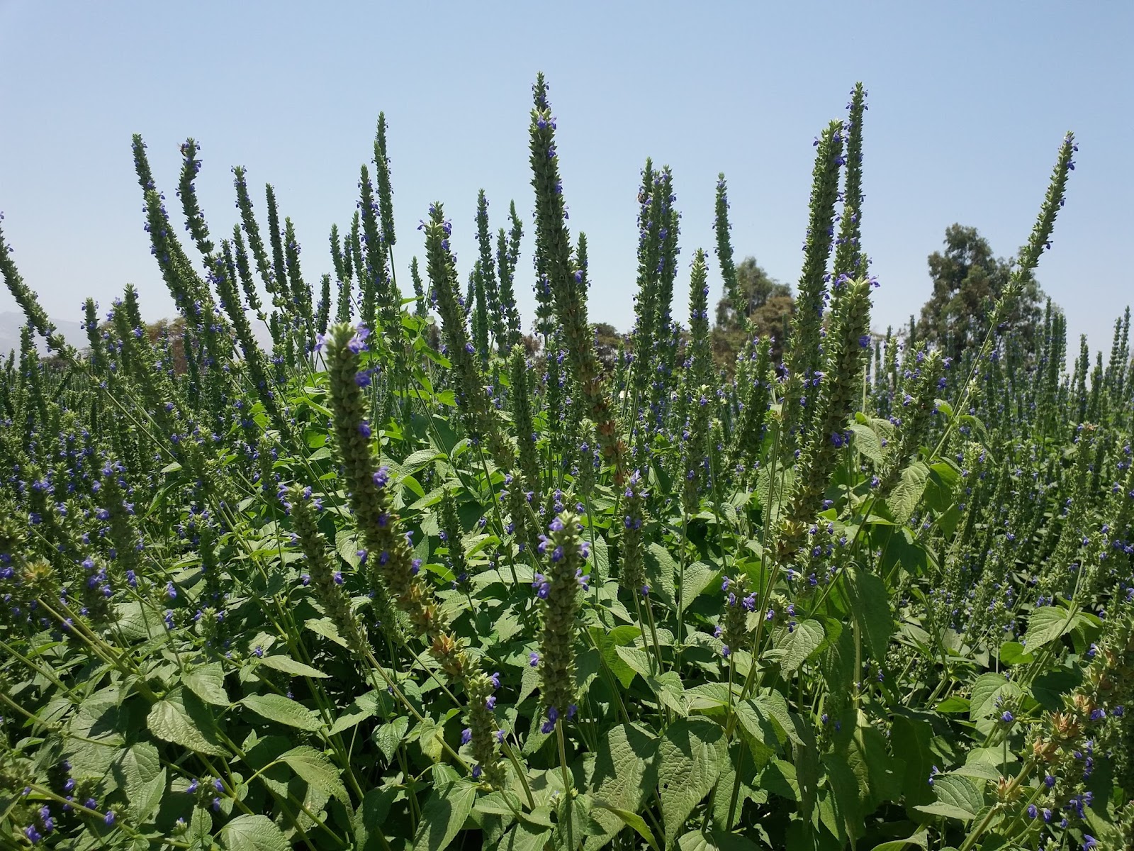 Organic Life Perú: Seguimiento Cultivo de Chia - ORGANIC LP
