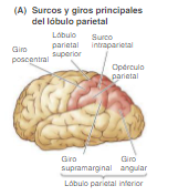 Gráfico de cada uno de lóbulos cerebrales con las principales ...