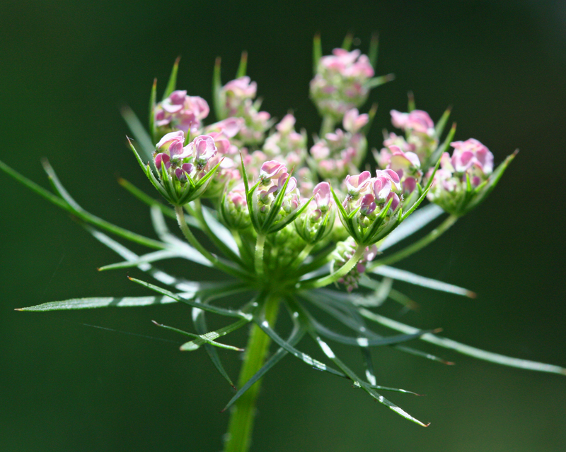 moments de partage: Fleurs de carottes sauvages...