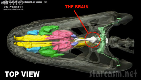 The Wild Life: Basic Gator Hunting Gear and Strategies