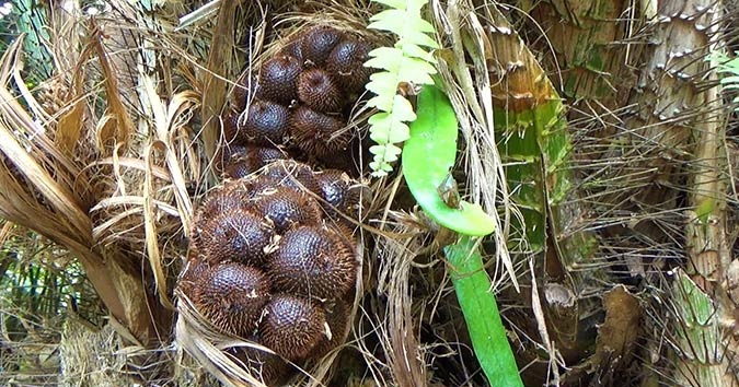 Salak (Salacca zalacca)