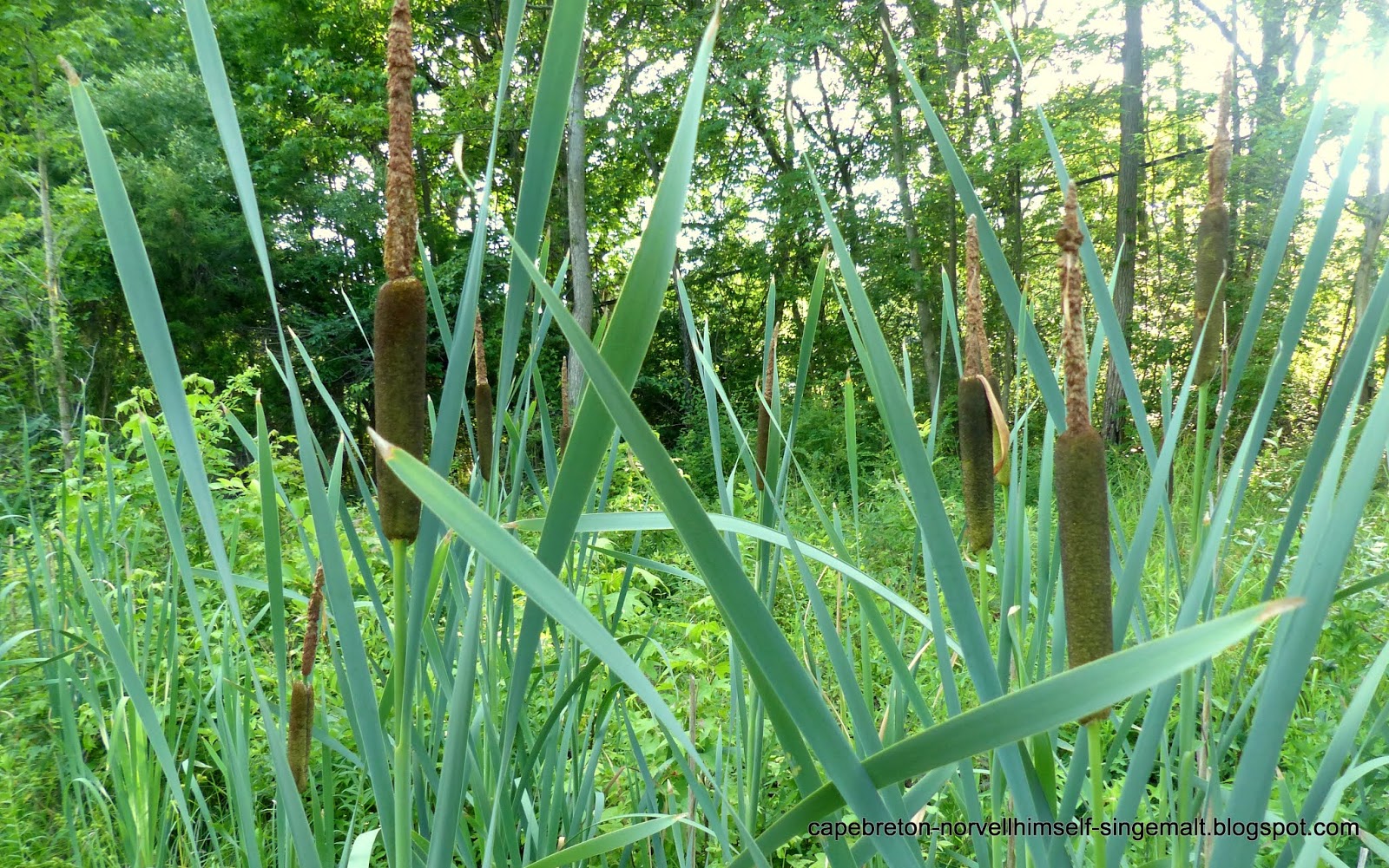 CapeBreton-NorvellHimself-SingleMalt: Cattails - Growing Before My Eyes