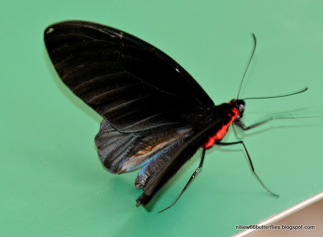 The Forested Path (and Beyond): BUTTERFLIES of RAUB: The Malayan ...