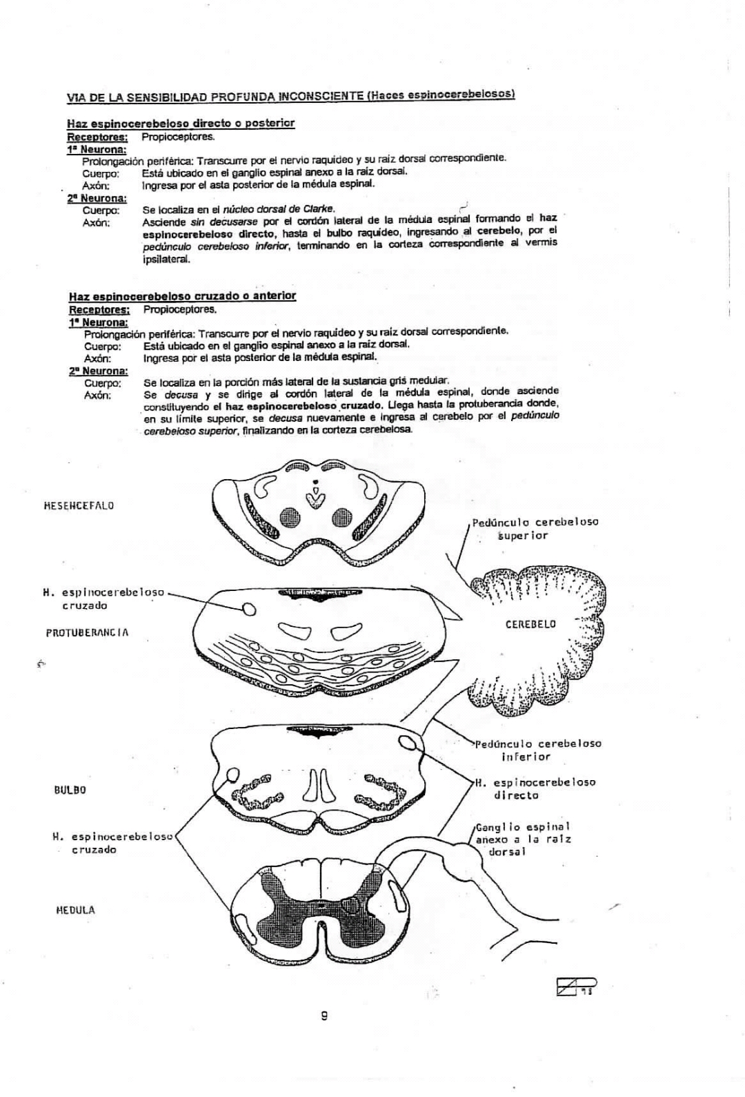 Estudiante de medicina : Apunte de neuroanatomia de Forlizzi Pro