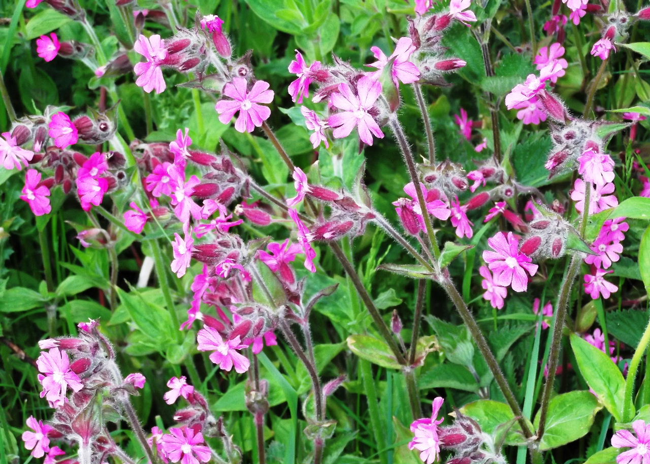 Largo Baywatch: Red Campion