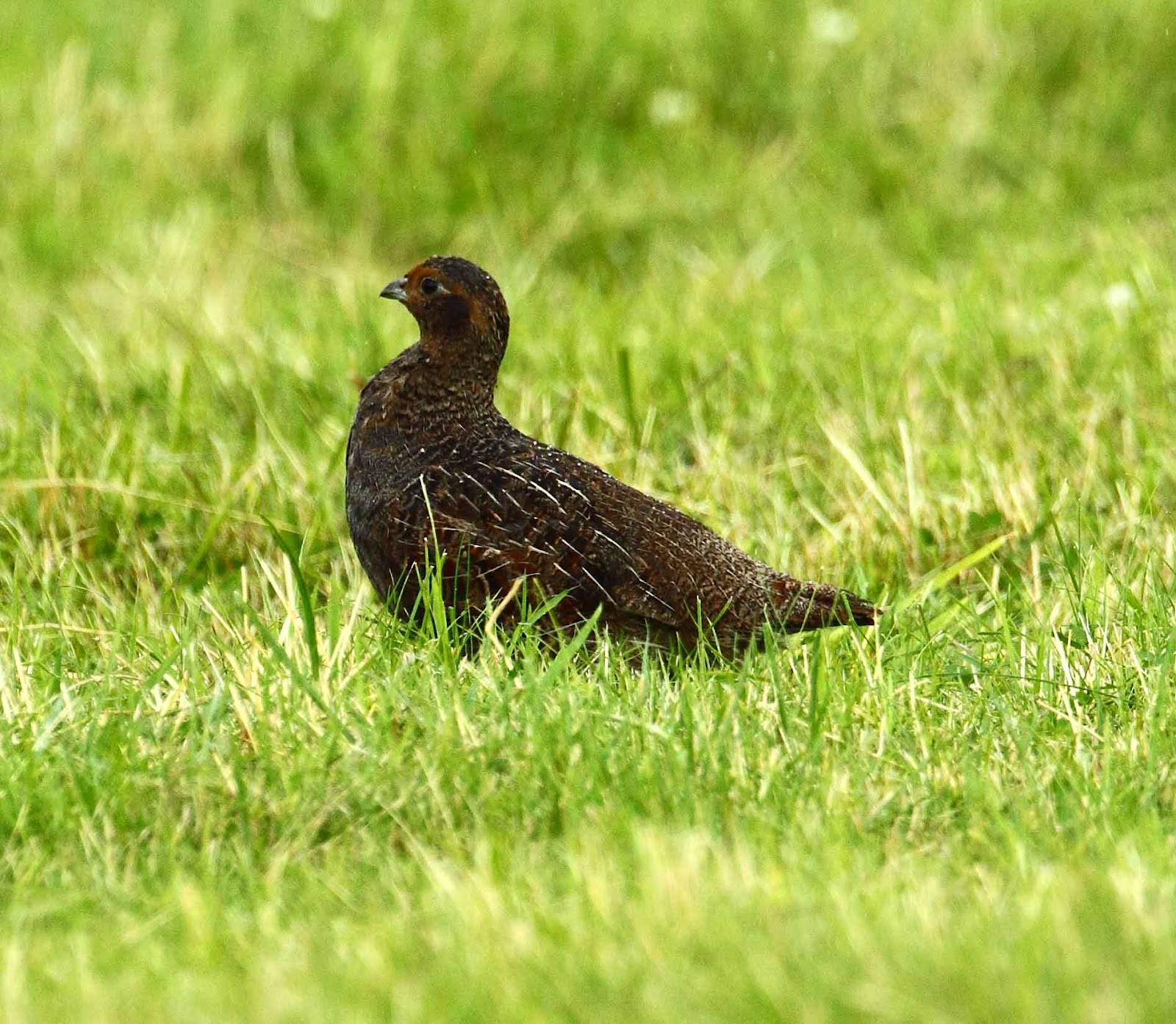 Darley Dale Wildlife: Melanistic Grey Partridge