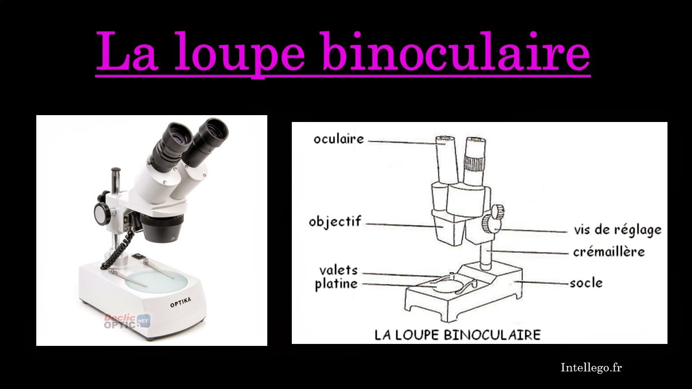 Le labo d'Anissa - SVT: Le matériel utilisé en SVT.