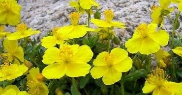 Flor de Bach - Mustard (Mostaza) 21