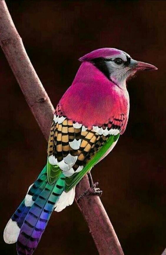 Beautiful Birds