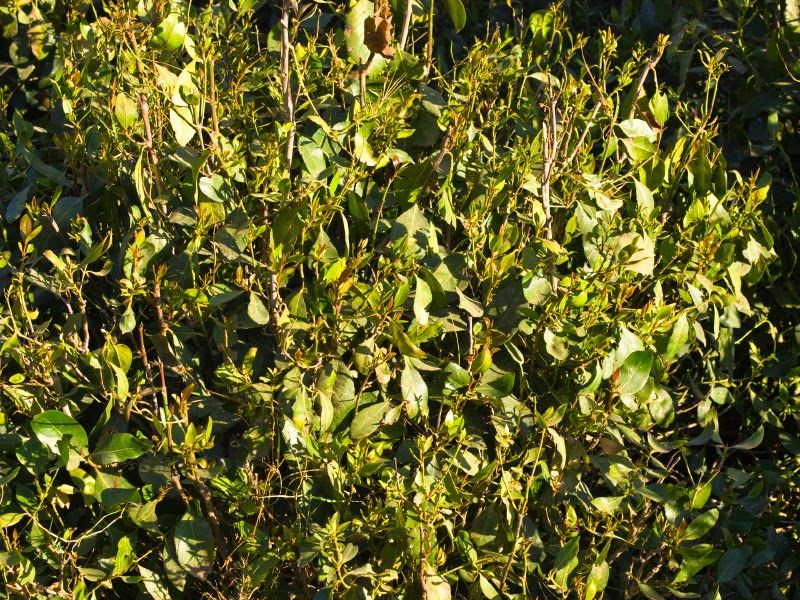 "Flakka" new drug that causes super strength, hallucinations, insanity ...