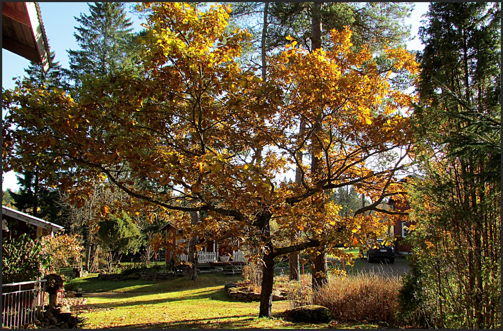 Kahelinkulma: Tammen leikkaus